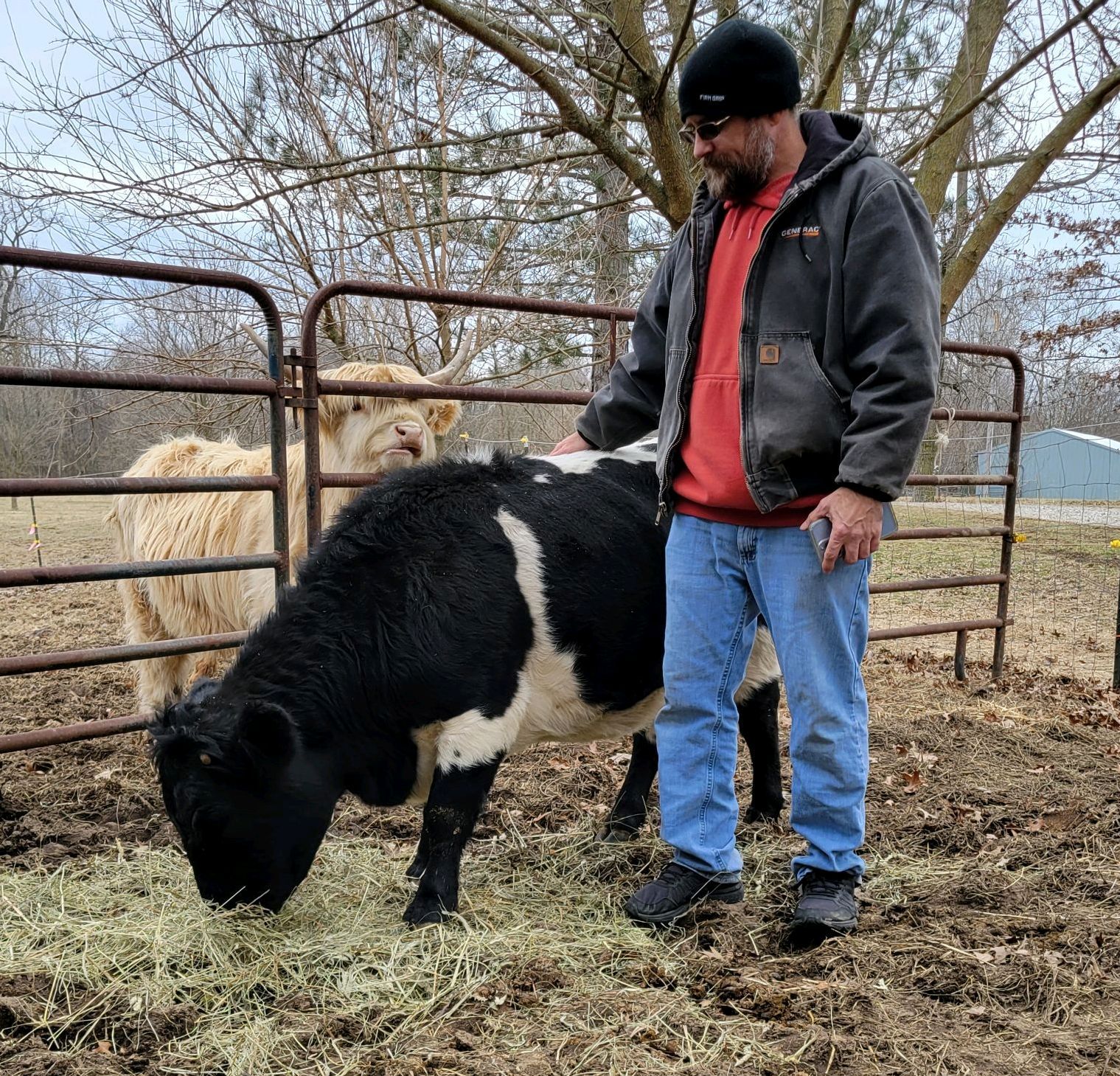 Home - Mini Highlands, Galloways and Highparks, Micro Minis to Midsize