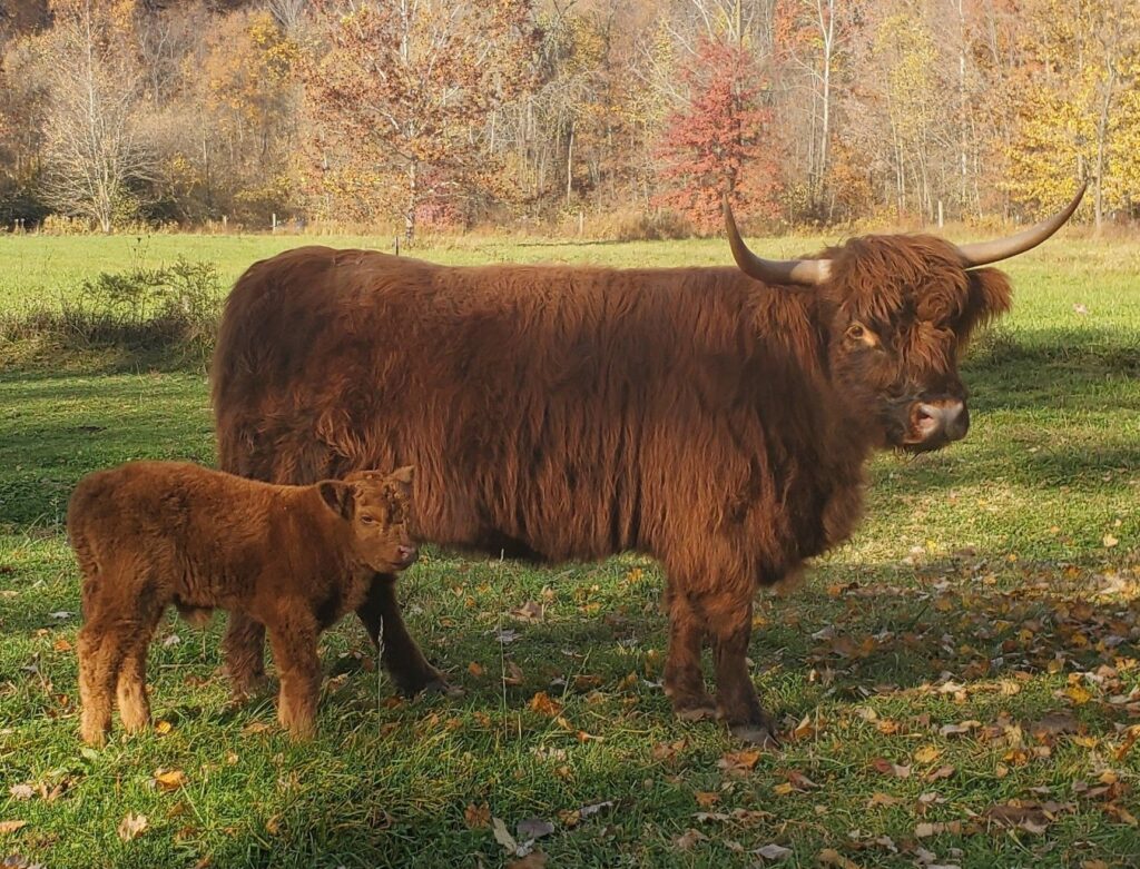 Home - Mini Highlands, Galloways and Highparks, Micro Minis to Midsize