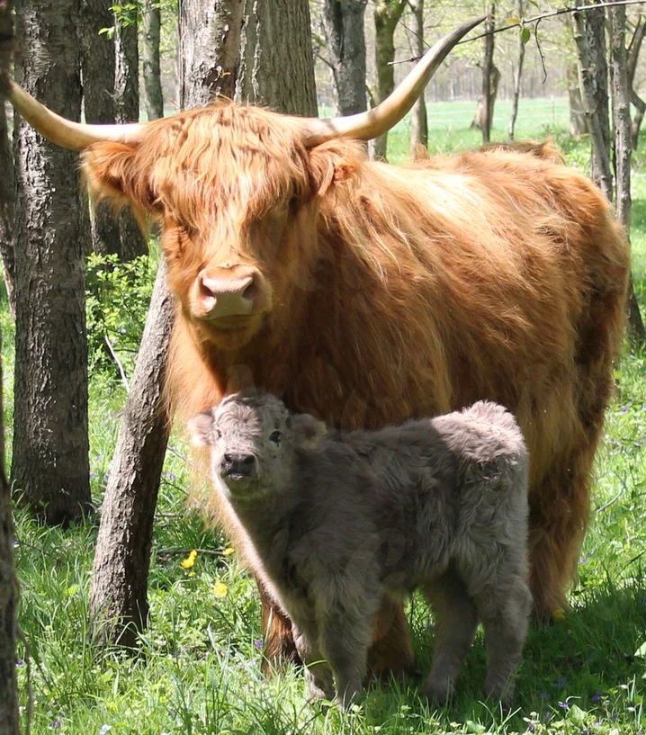 Home - Mini Highlands, Galloways and Highparks, Micro Minis to Midsize