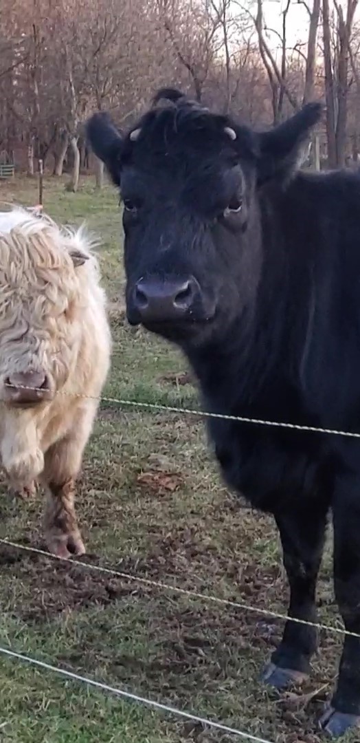 Home - Mini Highlands, Galloways and Highparks, Micro Minis to Midsize